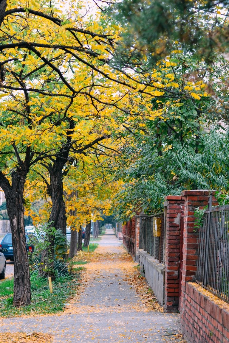 Wanderer în Timișoara - Color Your Life
